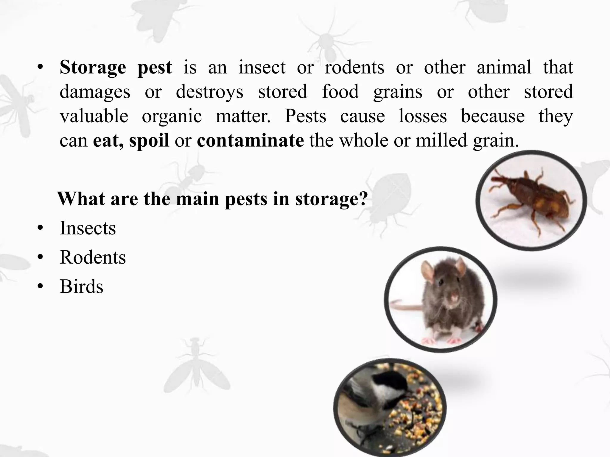 Storage Pests and Its Control.pptx
