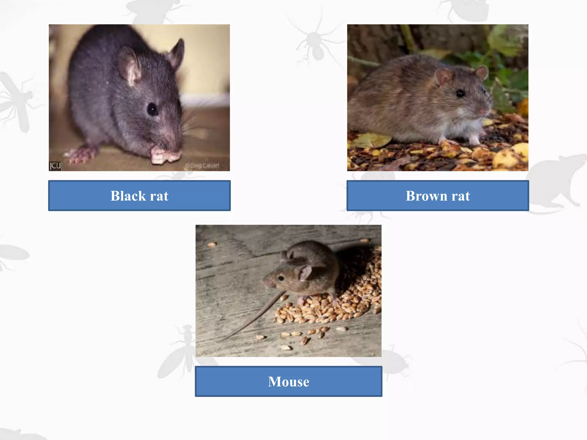 Storage Pests and Its Control.pptx