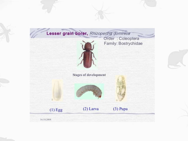 Storage Pests and Its Control.pptx