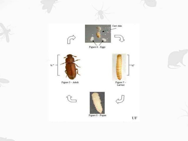 Storage Pests and Its Control.pptx