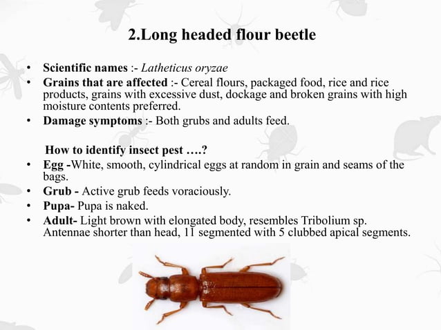 Storage Pests and Its Control.pptx