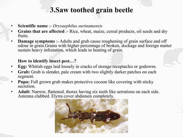 Storage Pests and Its Control.pptx