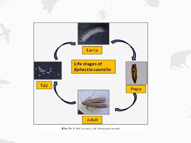Storage Pests and Its Control.pptx