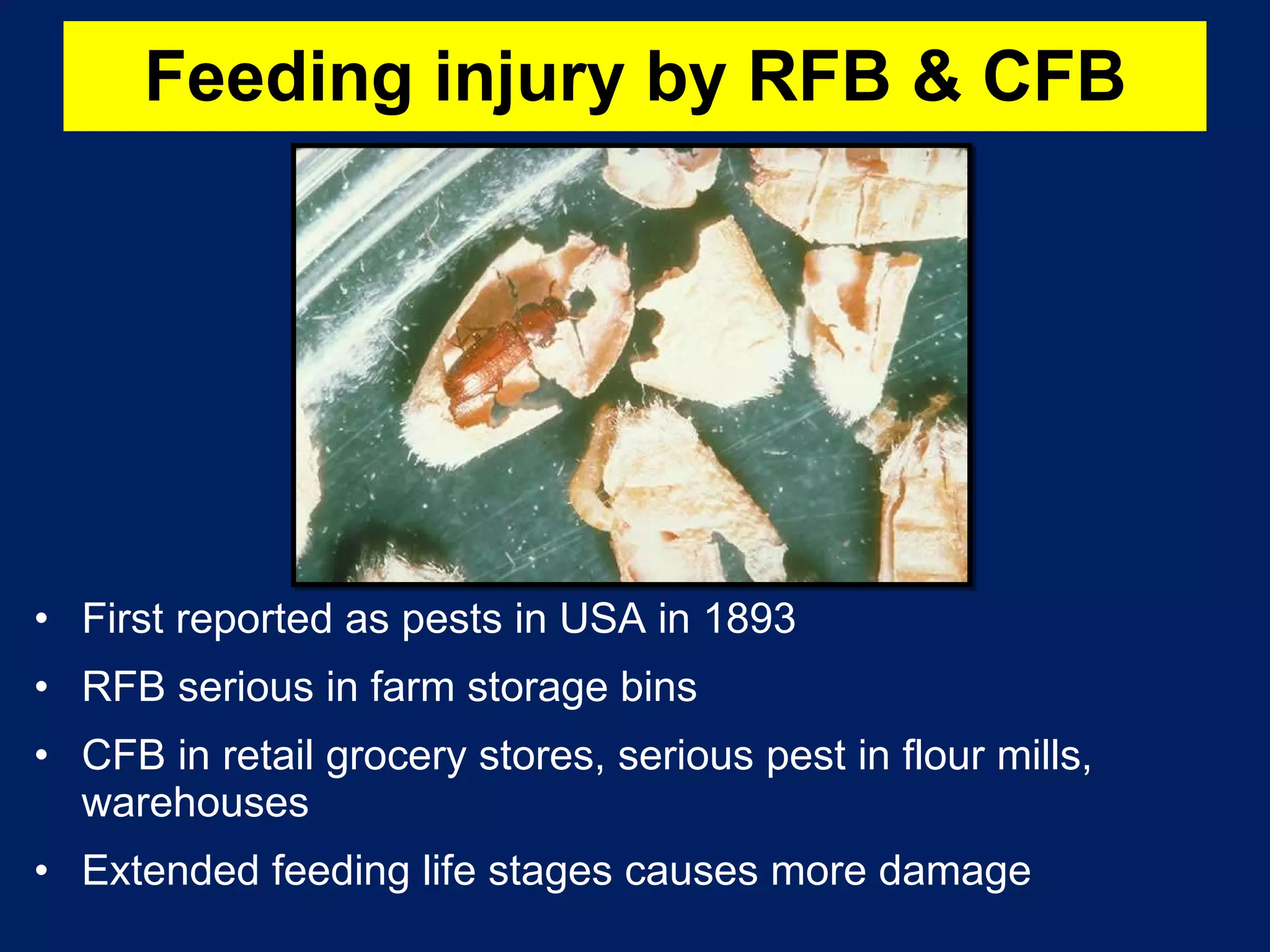Stored Grain Insect Pests | PPT