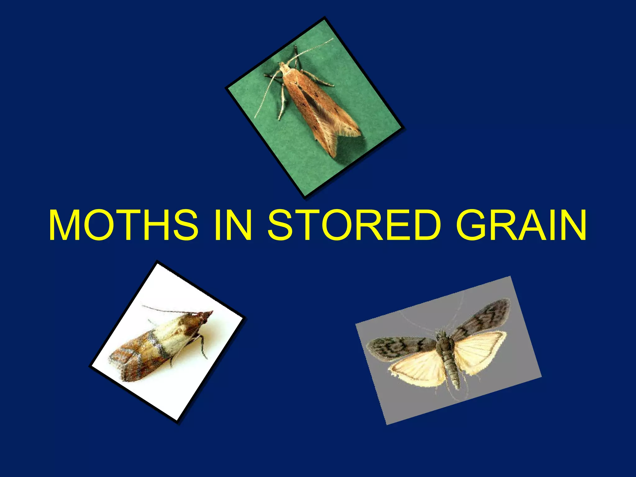 Stored Grain Insect Pests | PPT