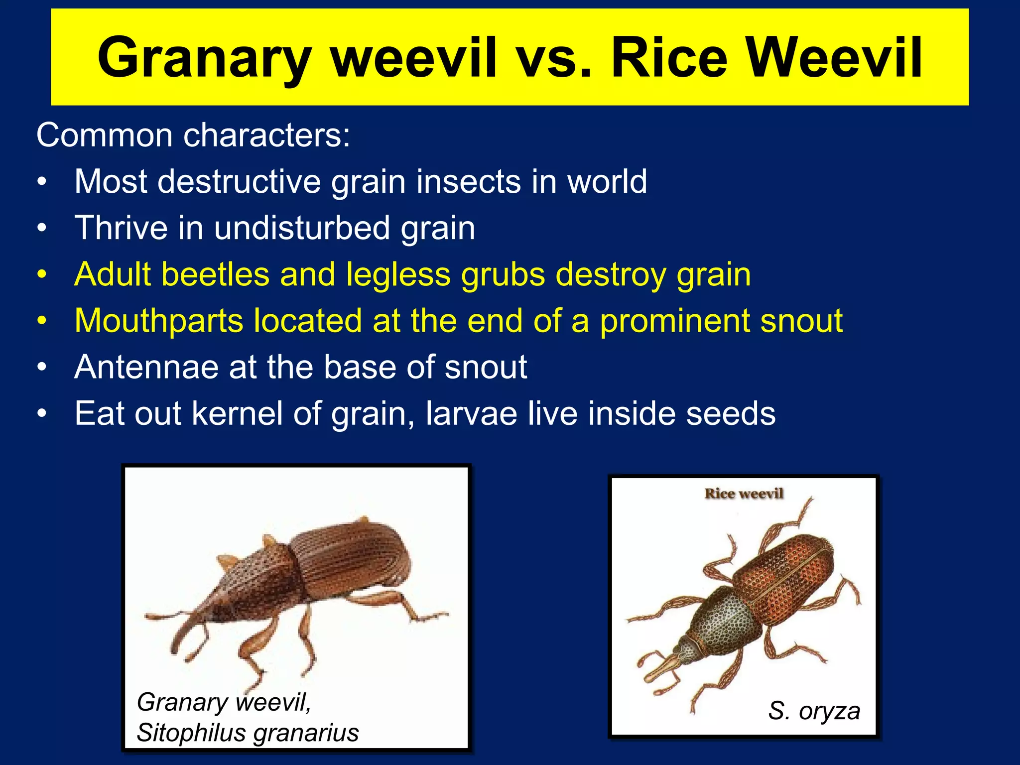 Stored Grain Insect Pests | PPT