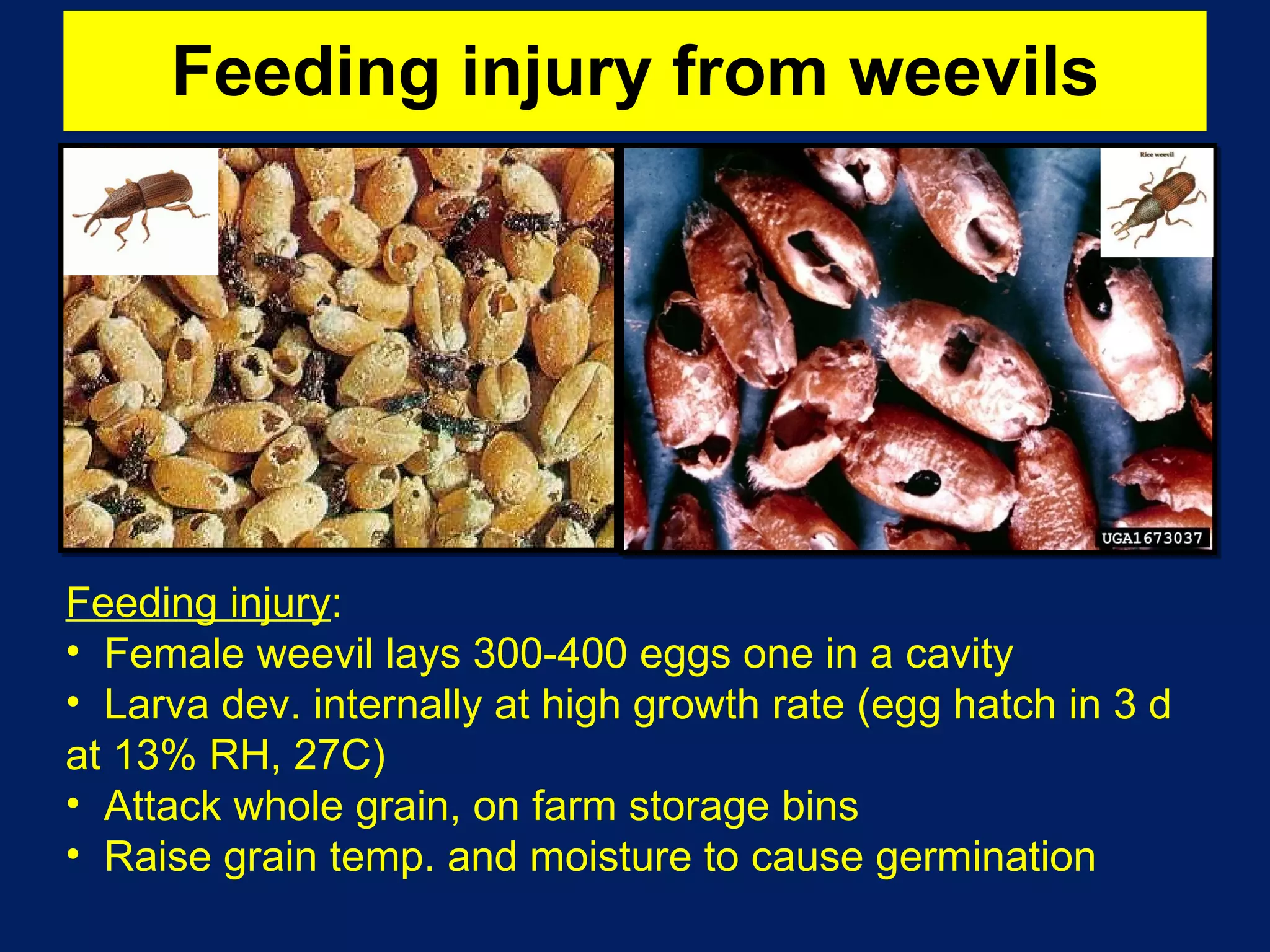 Stored Grain Insect Pests | PPT