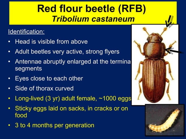 Stored Grain Insect Pests | PPT