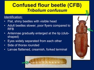 Stored Grain Insect Pests | PPT