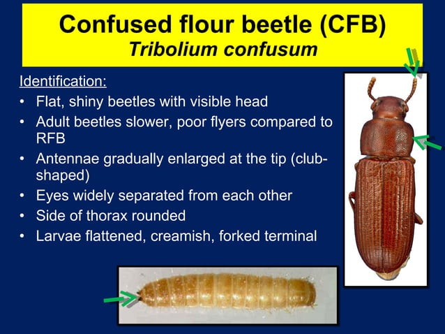 Stored Grain Insect Pests | PPT