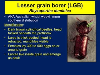 Stored Grain Insect Pests | PPT