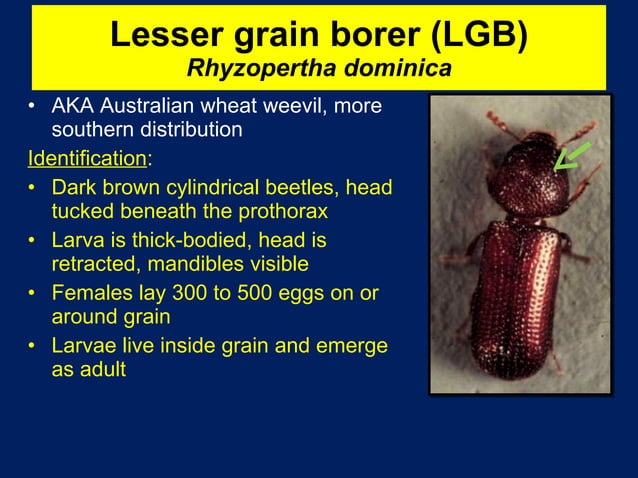 Stored Grain Insect Pests | PPT