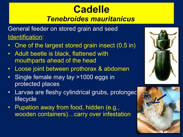 Stored Grain Insect Pests | PPT