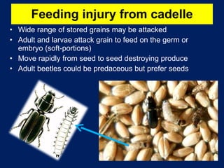 Stored Grain Insect Pests | PPT