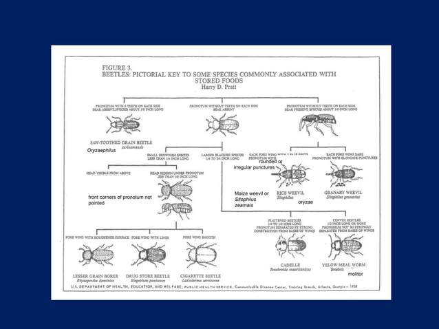 Stored Grain Insect Pests Ppt