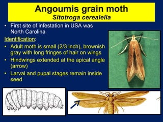 Stored Grain Insect Pests | PPT