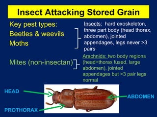 Stored Grain Insect Pests | PPT