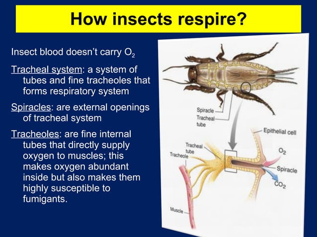 Stored Grain Insect Pests Ppt
