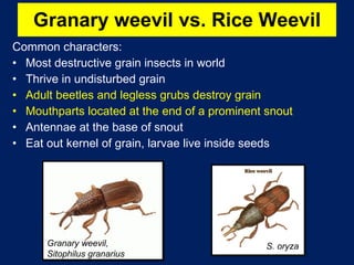 Stored Grain Insect Pests | PPT