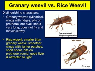 Stored Grain Insect Pests | PPT | Free Download