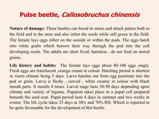 Stored Grain Pest in detail in brief .pptx