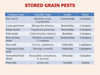 Stored Grain Pest in detail in brief .pptx