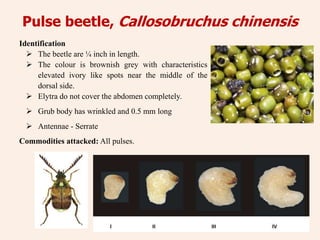 Stored Grain Pest in detail in brief .pptx | Beekeeping | Hobbies ...