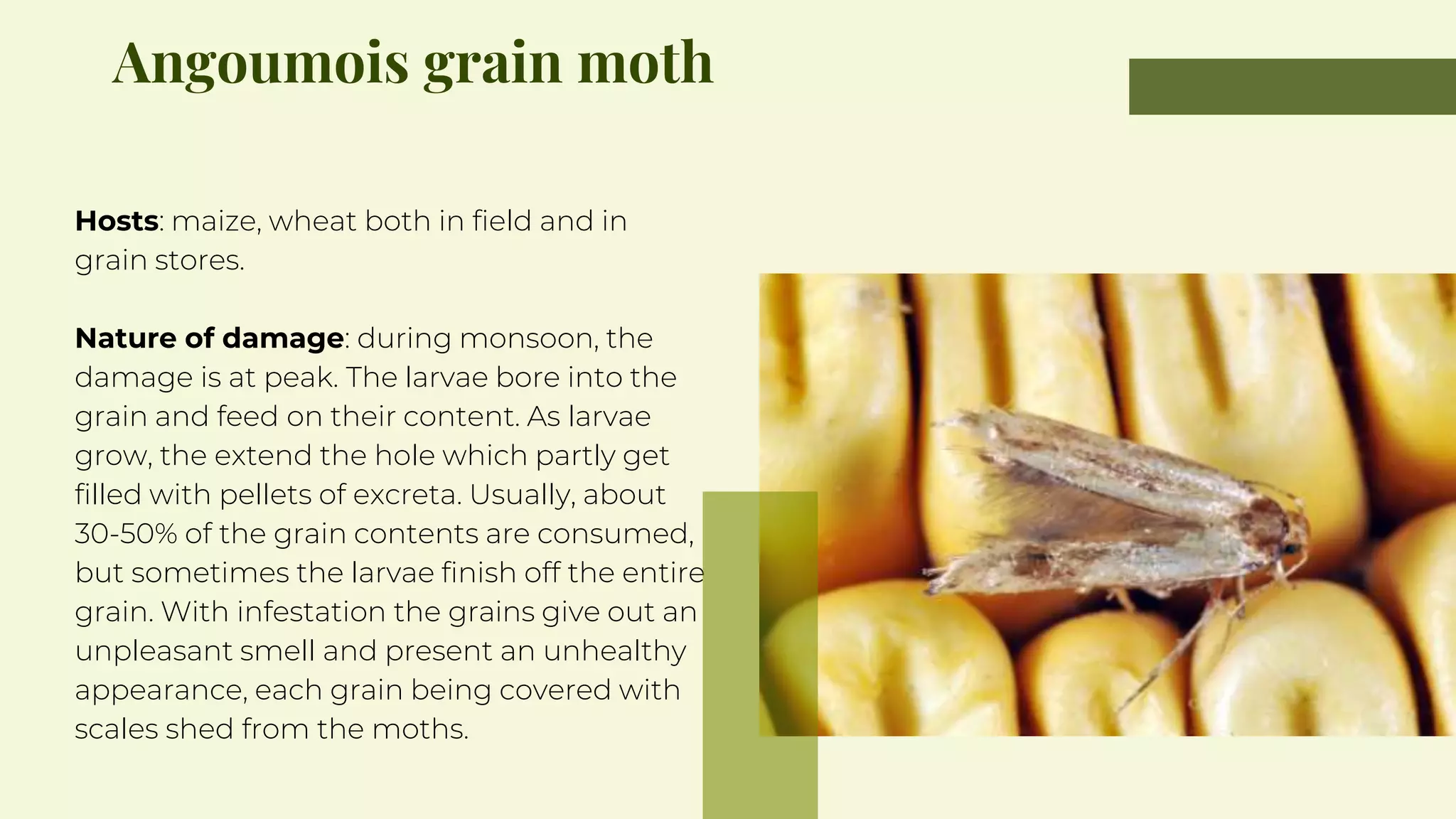 Stored Grain Pest, Nature of Damage, Diseases and their Control ...