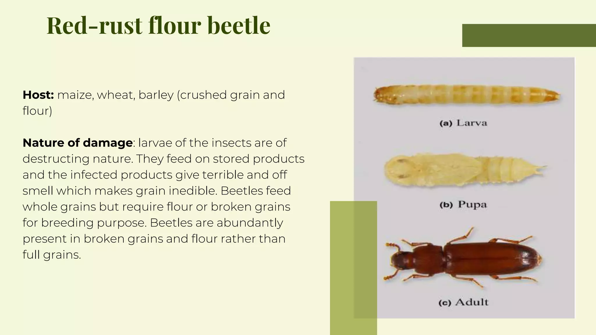 Stored Grain Pest, Nature of Damage, Diseases and their Control ...