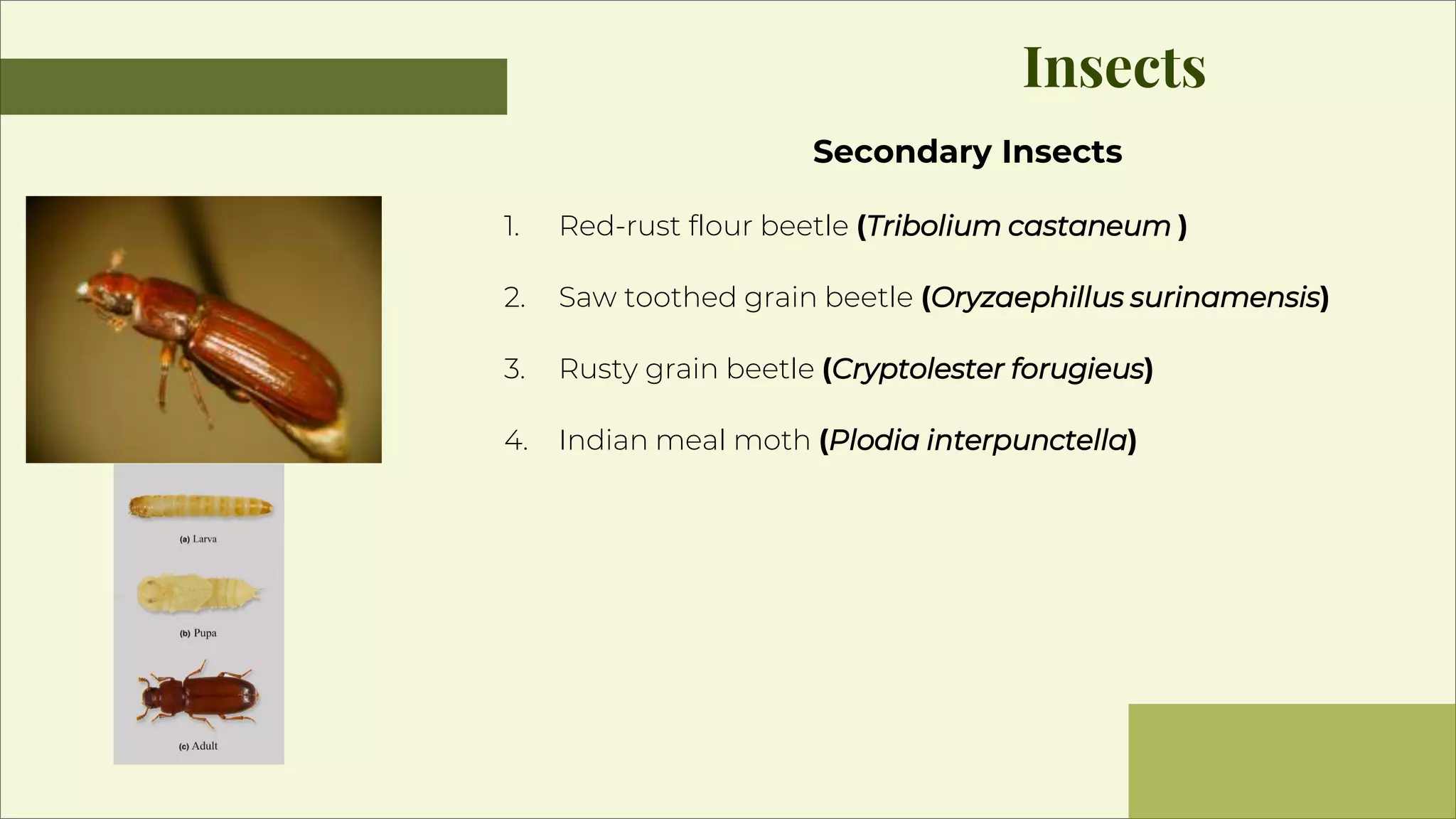 Stored Grain Pest, Nature of Damage, Diseases and their Control ...