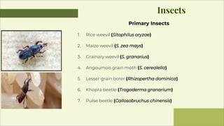 Stored Grain Pest, Nature of Damage, Diseases and their Control ...