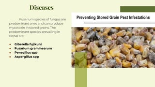 Stored Grain Pest, Nature of Damage, Diseases and their Control ...