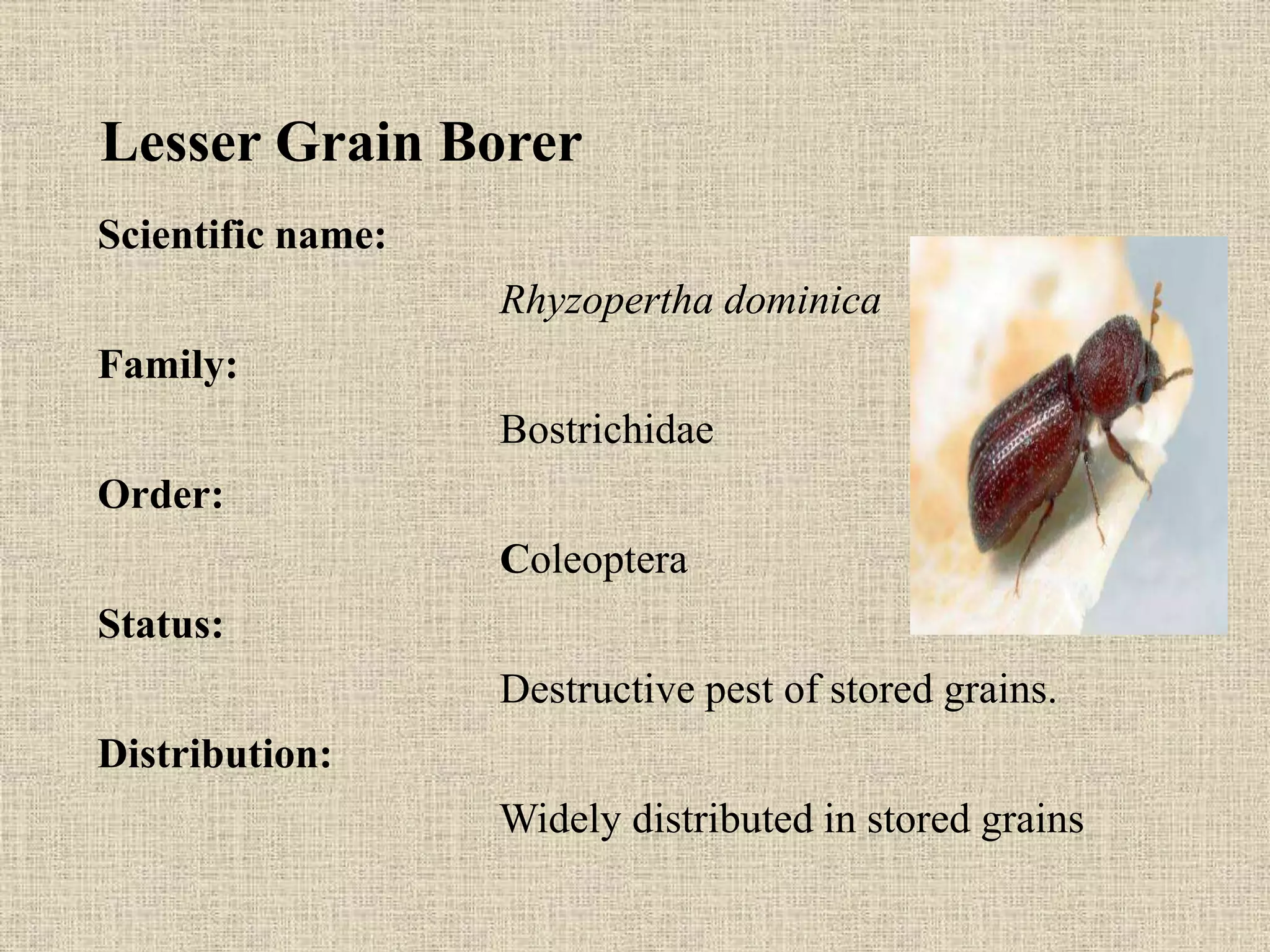 Stored grain pests | PPTX
