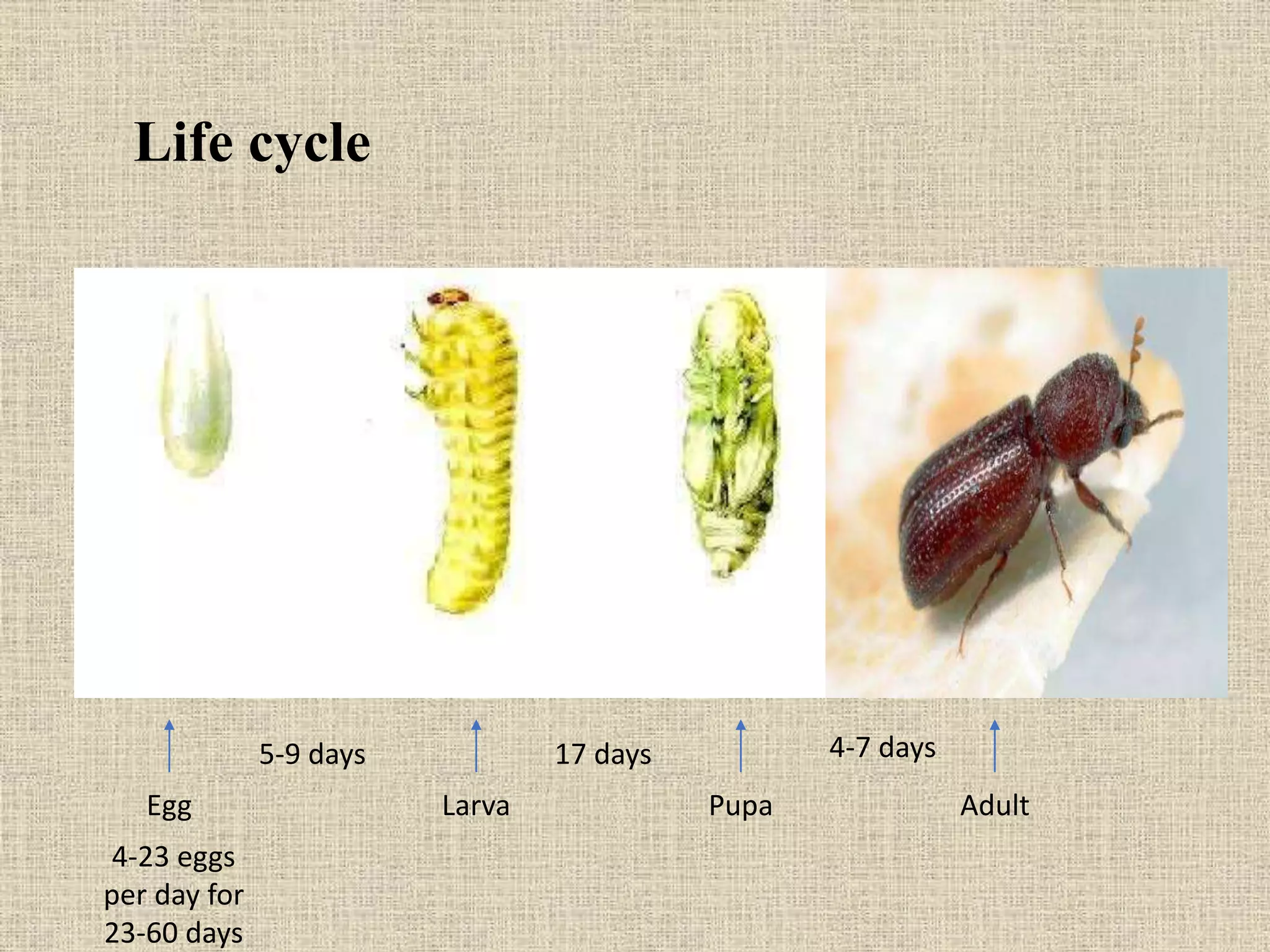 Lesser Grain Borer Life Cycle