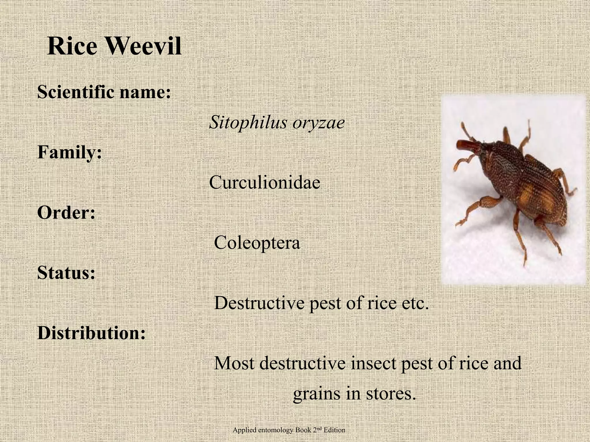 Stored grain pests | PPTX