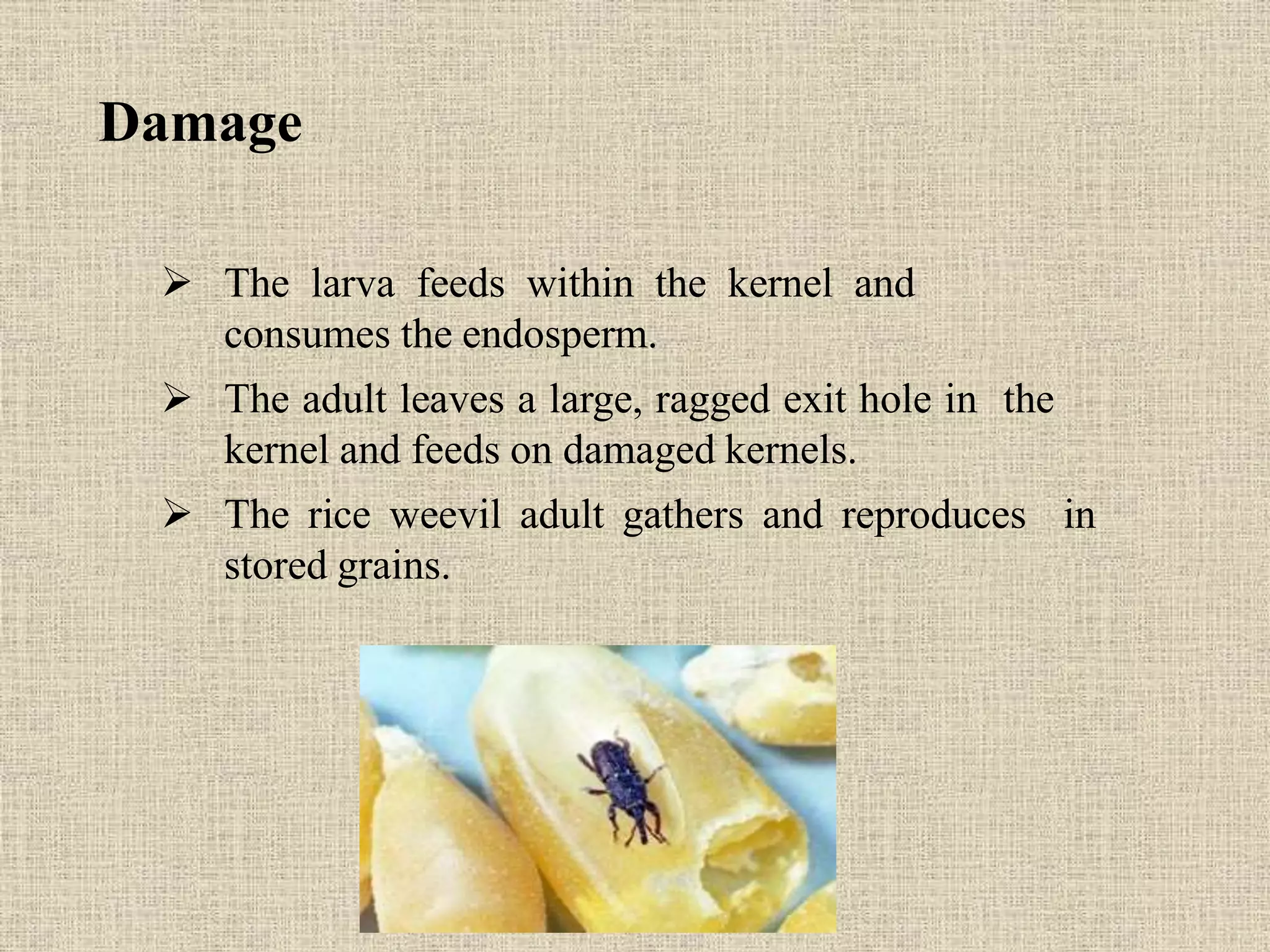 Stored grain pests | PPTX