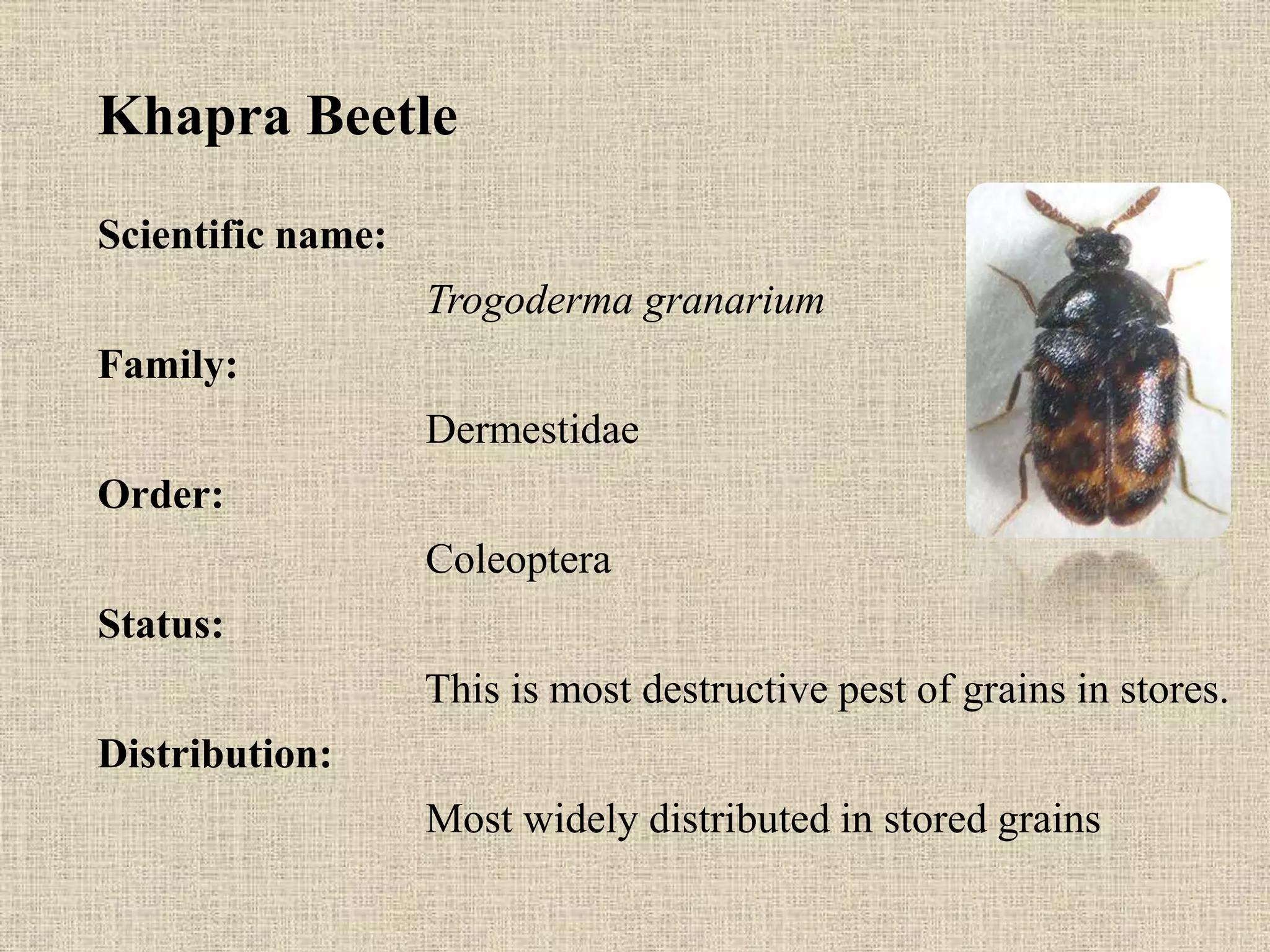 Stored grain pests | PPTX