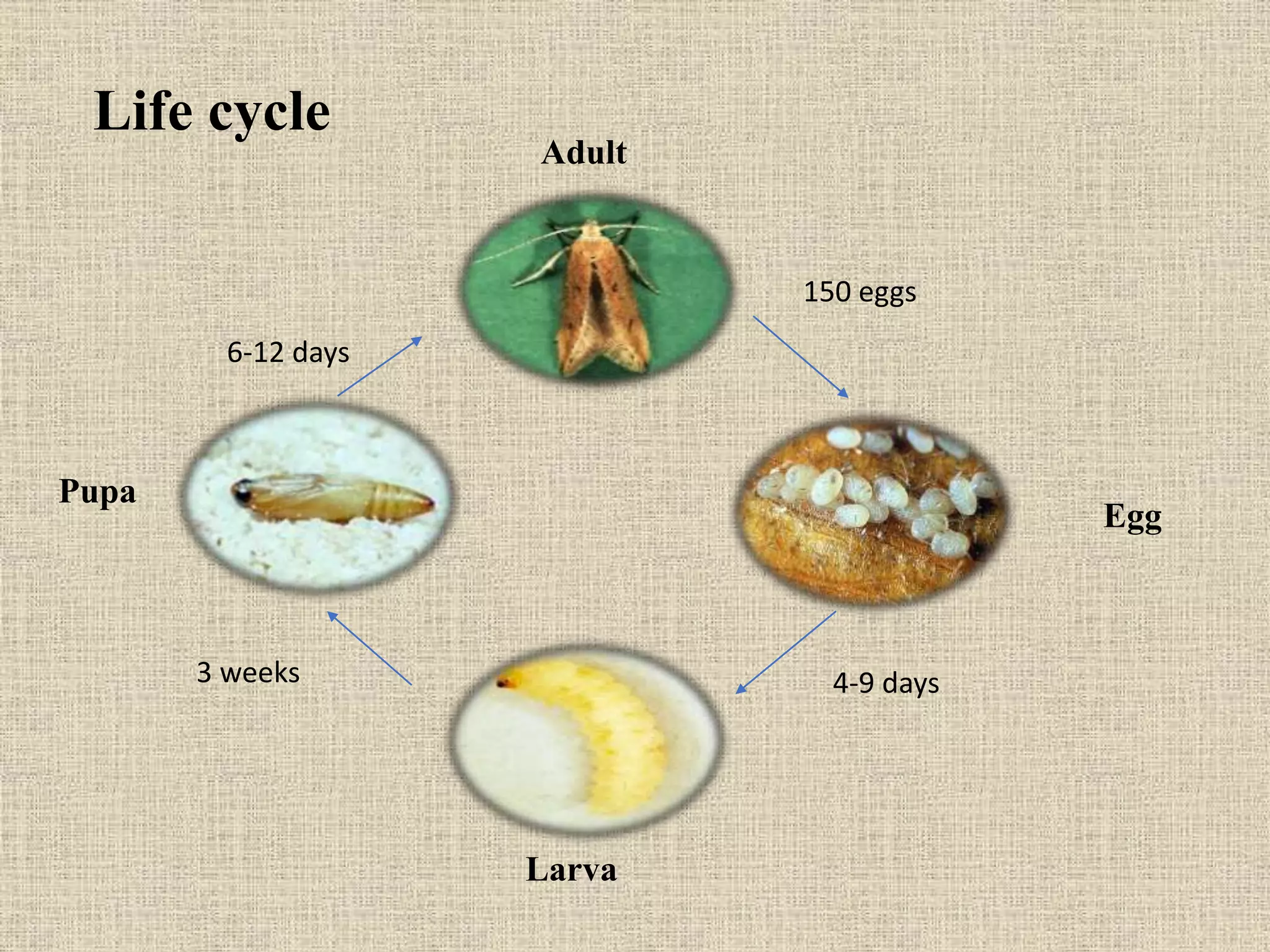 Stored grain pests | PPTX