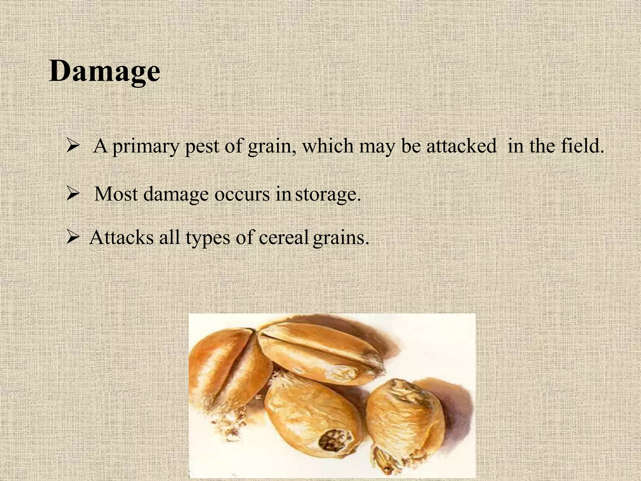 Stored grain pests | PPTX