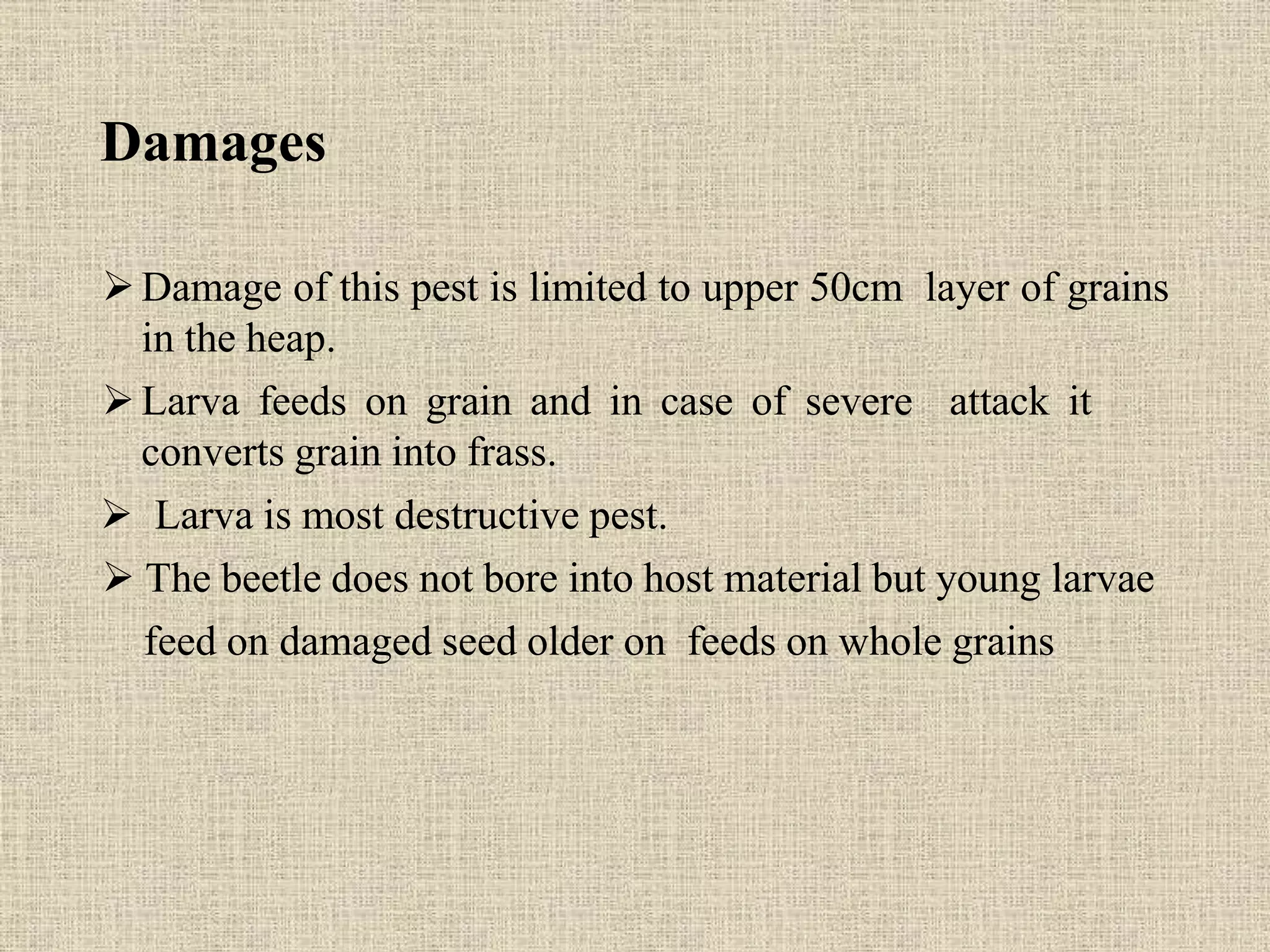 Stored grain pests | PPTX