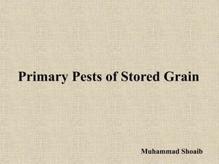 Stored grain pests | PPTX