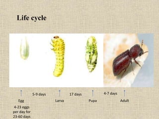 Stored grain pests | PPTX