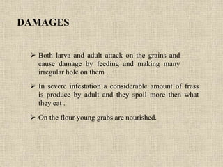 Stored grain pests | PPTX