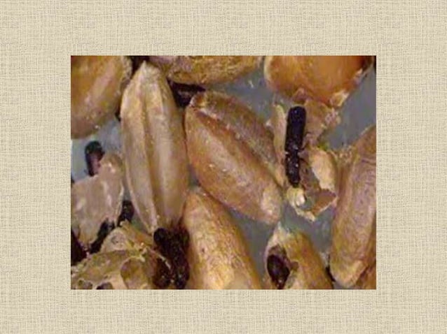 Stored grain pests | PPTX