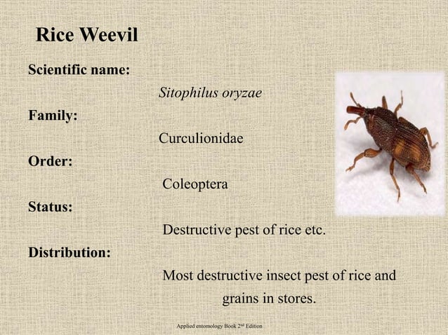 Stored grain pests | PPTX