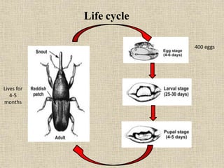 Stored grain pests | PPTX