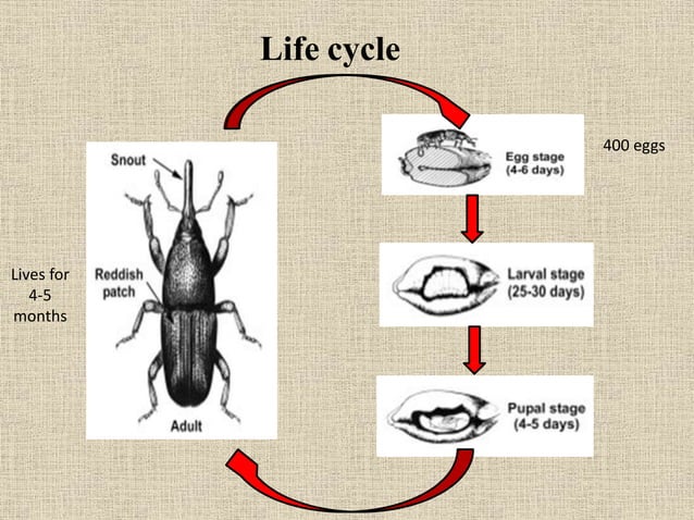 Stored grain pests | PPTX