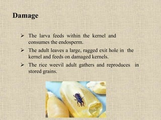 Stored grain pests | PPTX