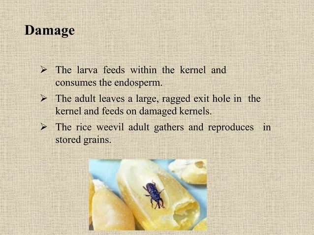 Stored grain pests | PPTX