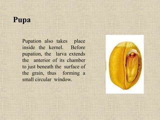 Stored grain pests | PPTX